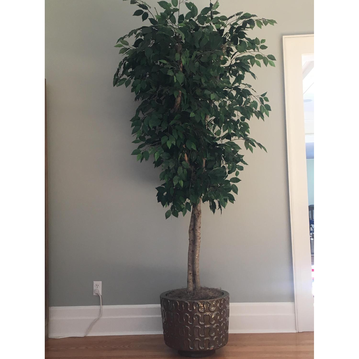 Arhaus Ficus Trees - AptDeco