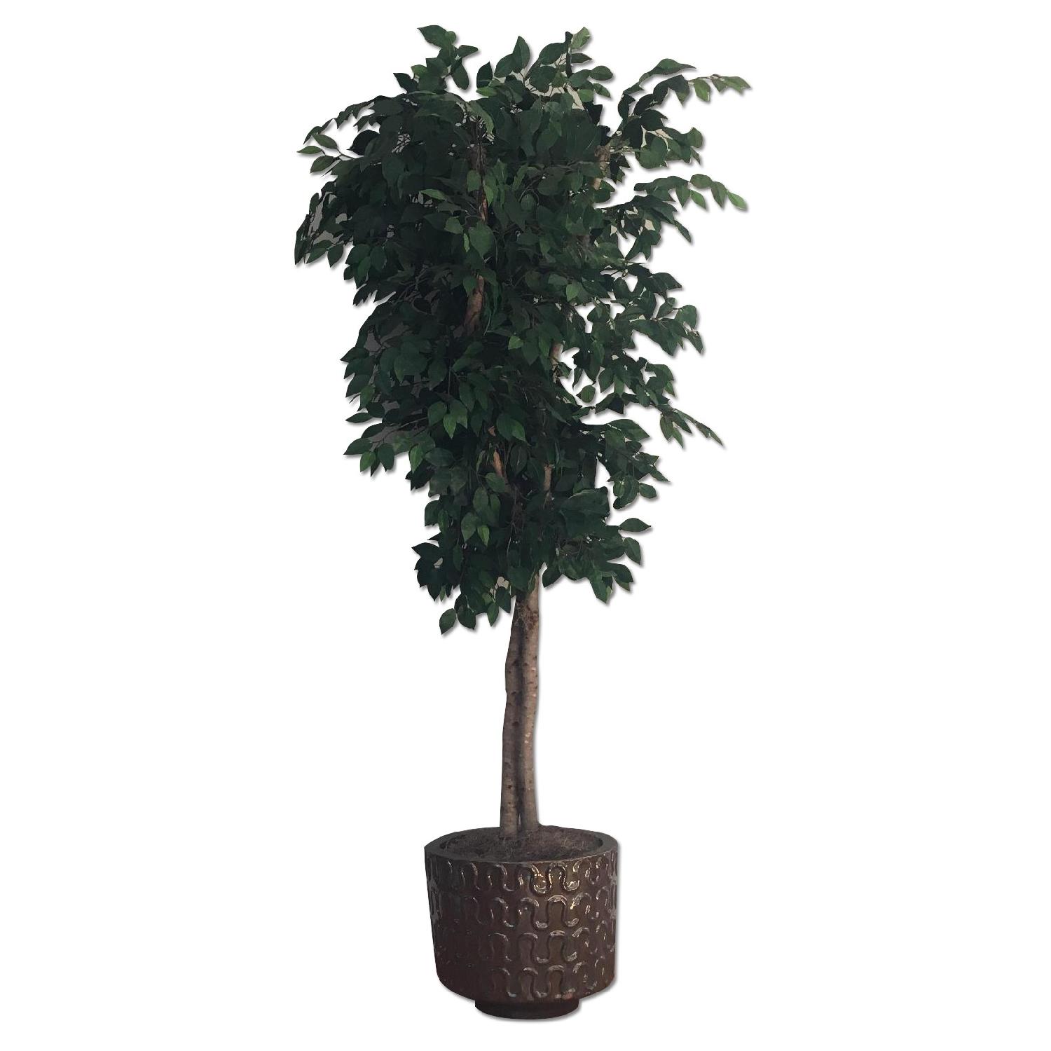 Arhaus Ficus Trees - AptDeco