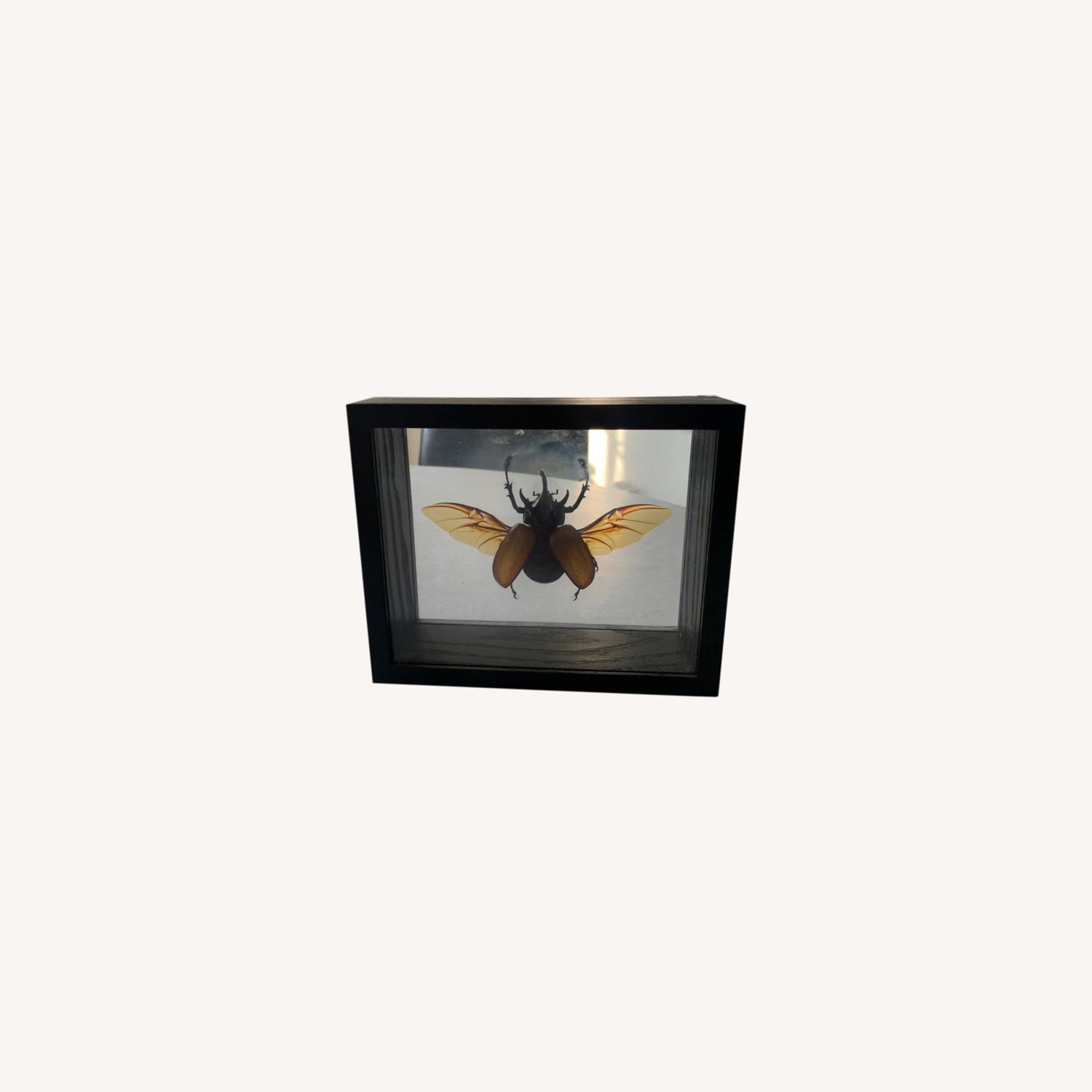 Framed Insect Decor - AptDeco