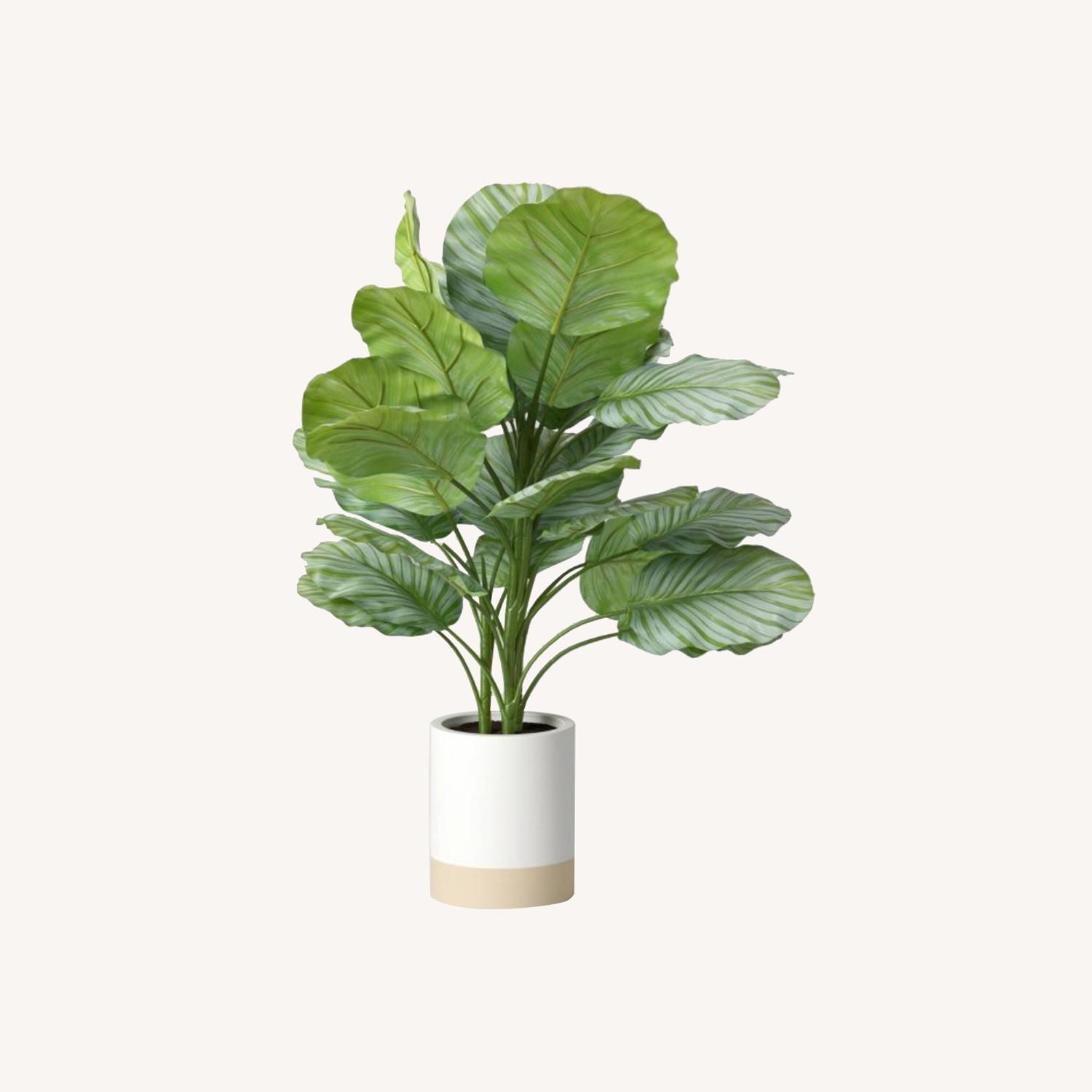 Large Verigated Plant - Threshold - AptDeco