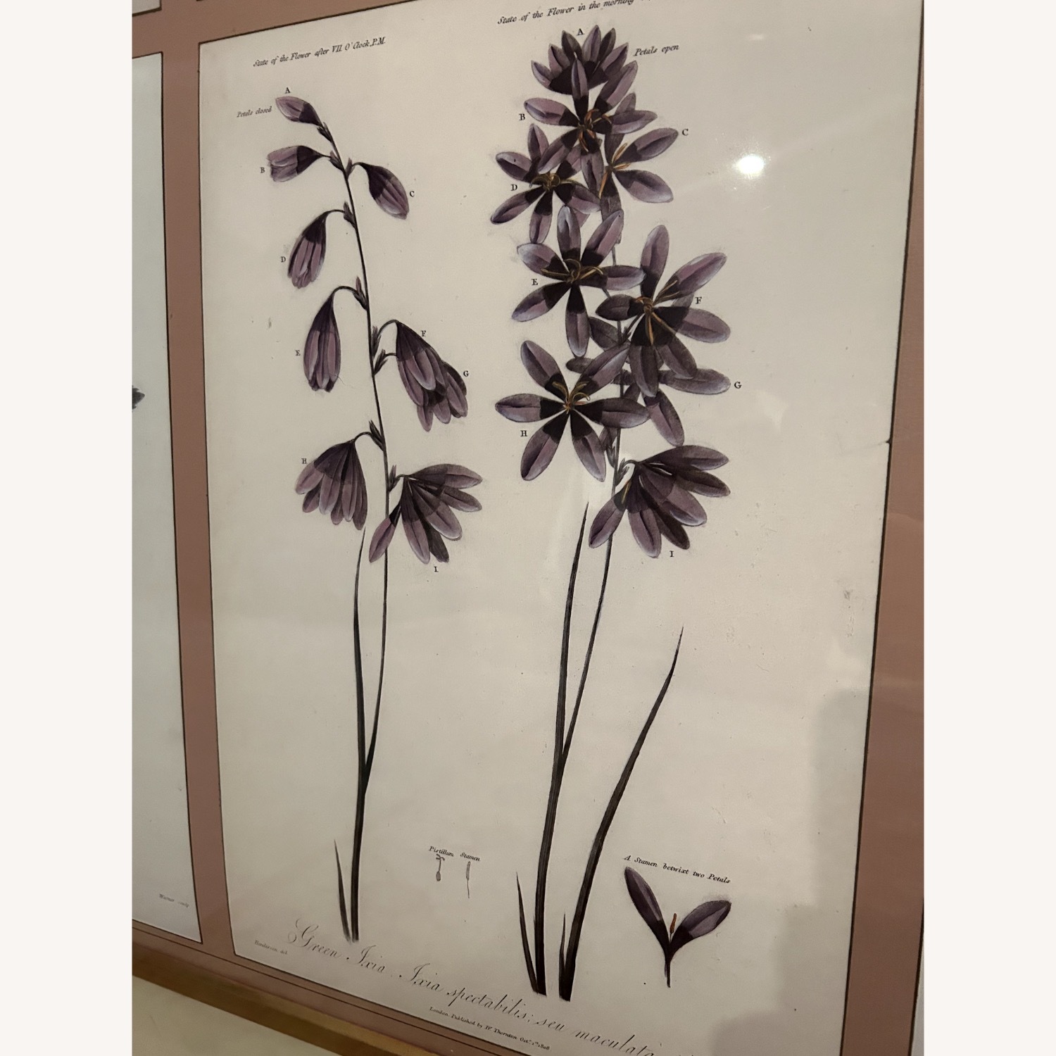 Lillian August Botanical Print - AptDeco