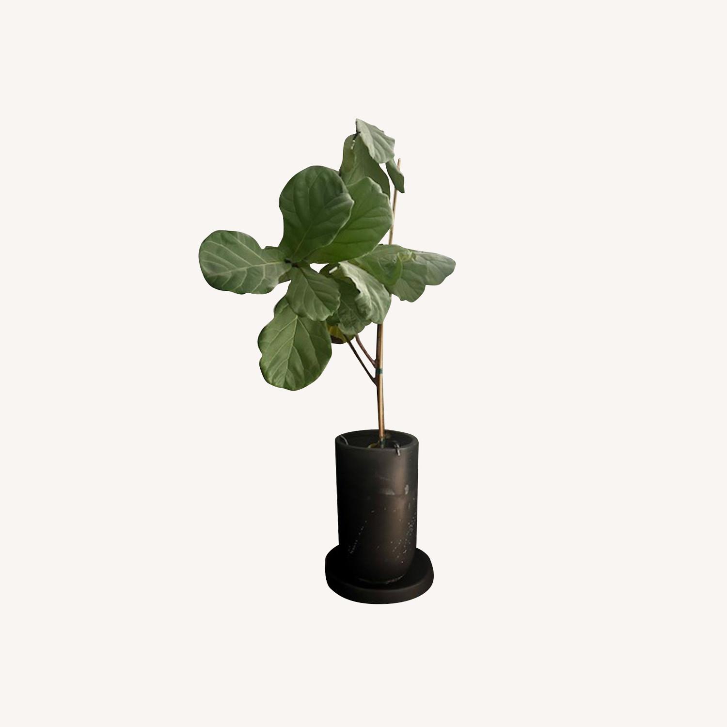 Large REAL Fiddle Leaf Fig Potted Tree - AptDeco
