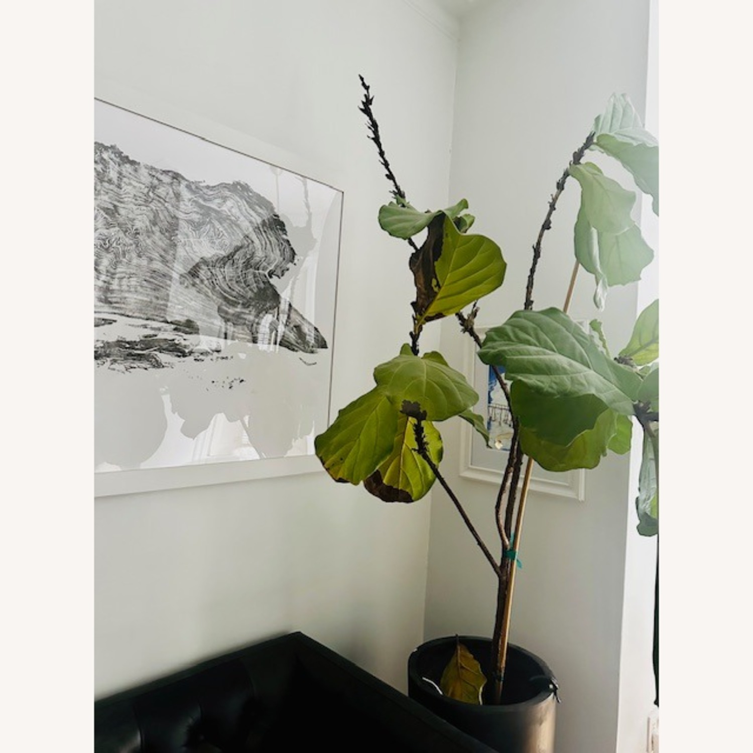 Large REAL Fiddle Leaf Fig Potted Tree - AptDeco