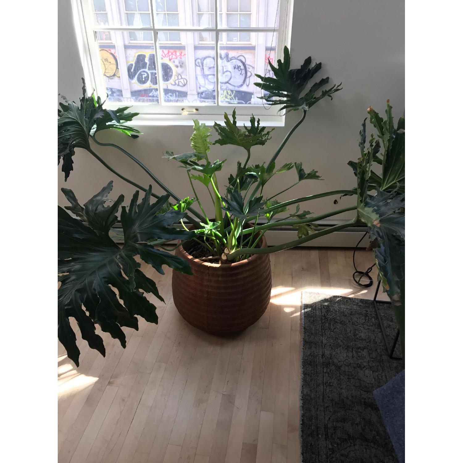 Large Rust Colored Planter & Plant - AptDeco